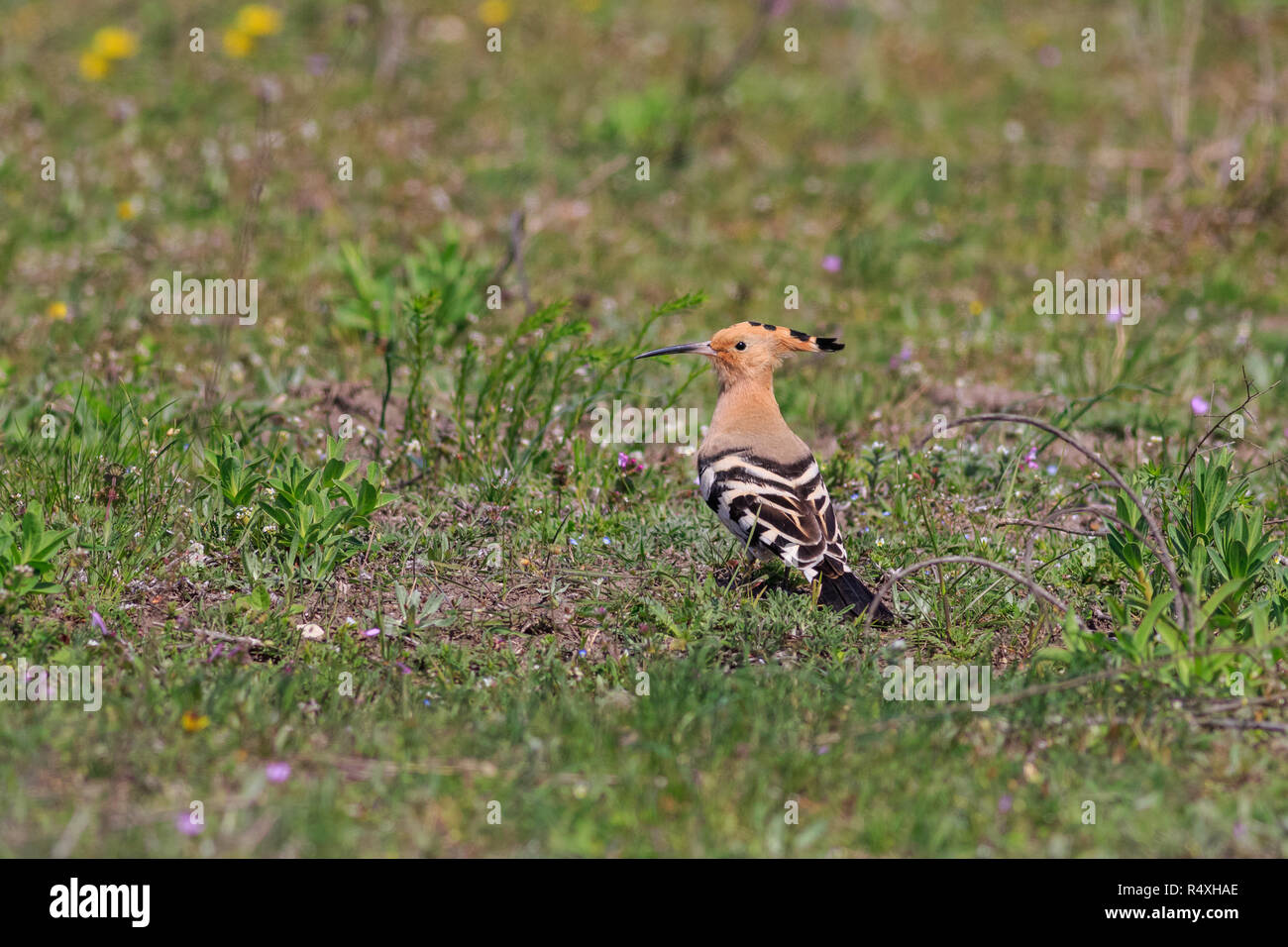 Eurasian Hoopoe bird Stock Photo - Alamy