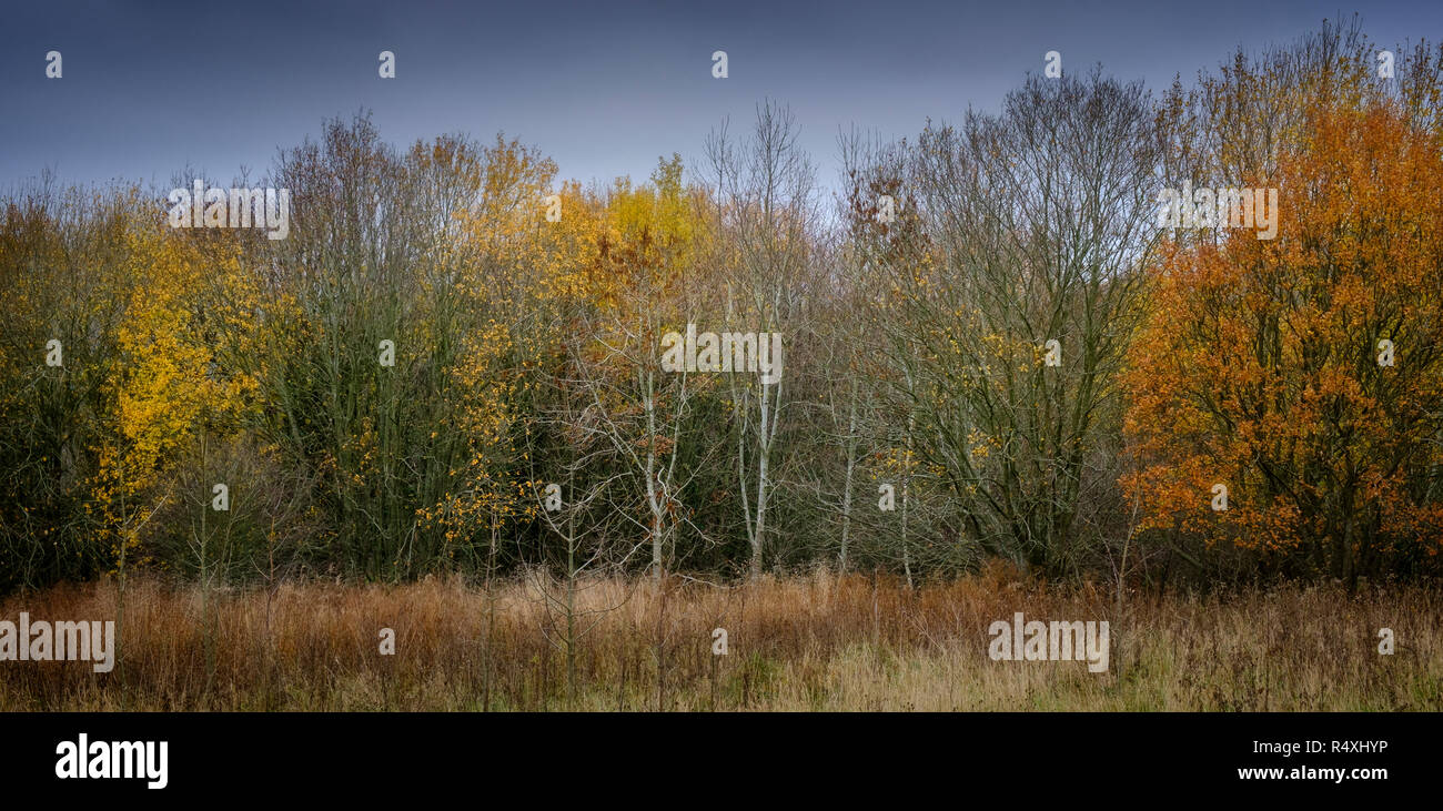 Autumn foliage on woodland trees in English countryside in County ...