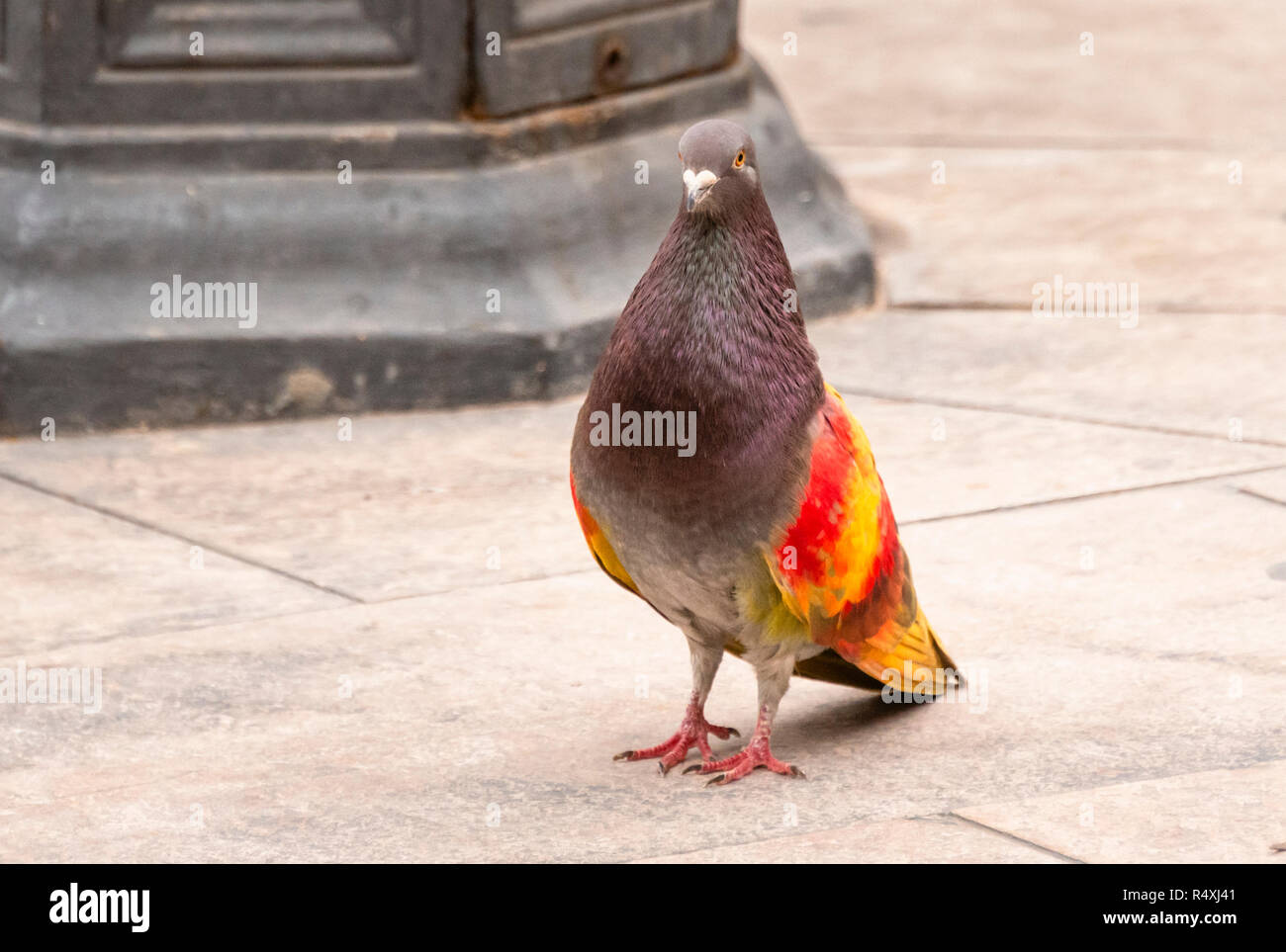 Painted Pigeon in Valencia Stock Photo - Alamy