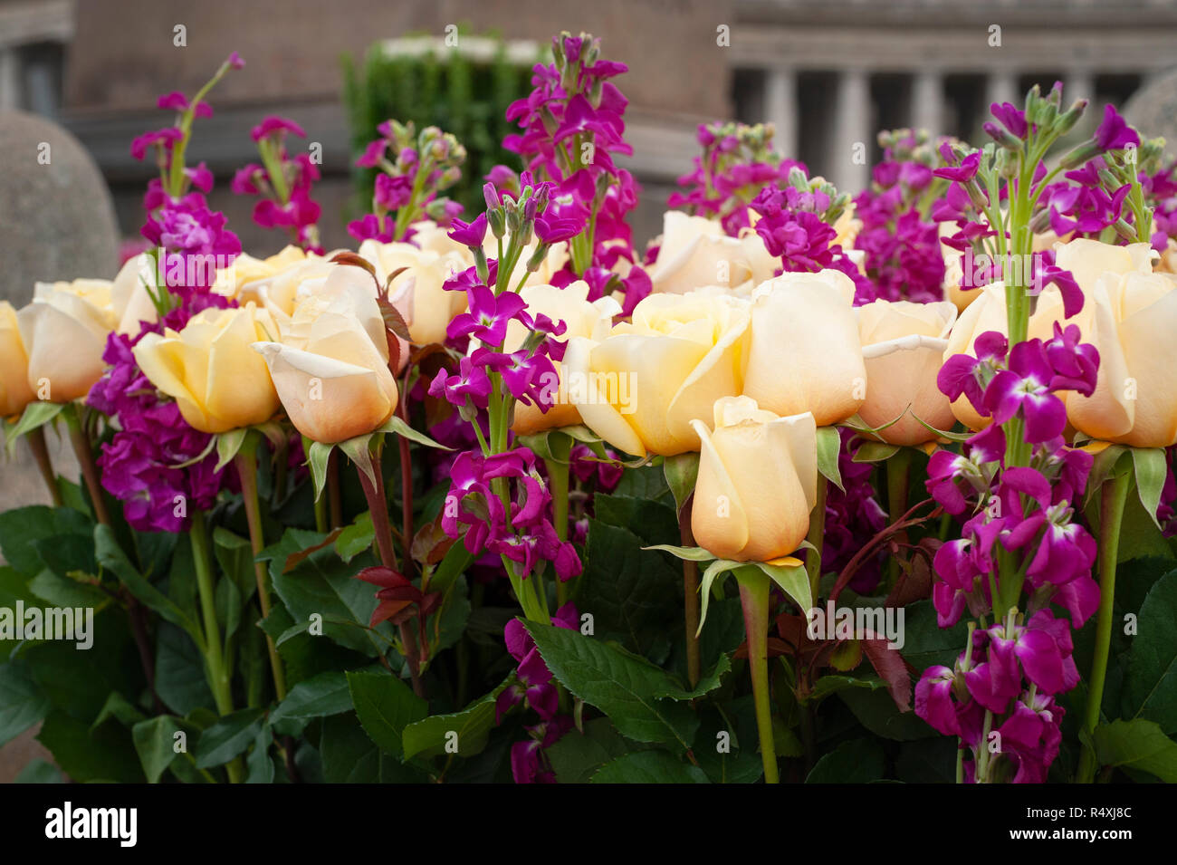 Floral Display - flowers in Piazza San Pietro St Peters Square Vatican ...