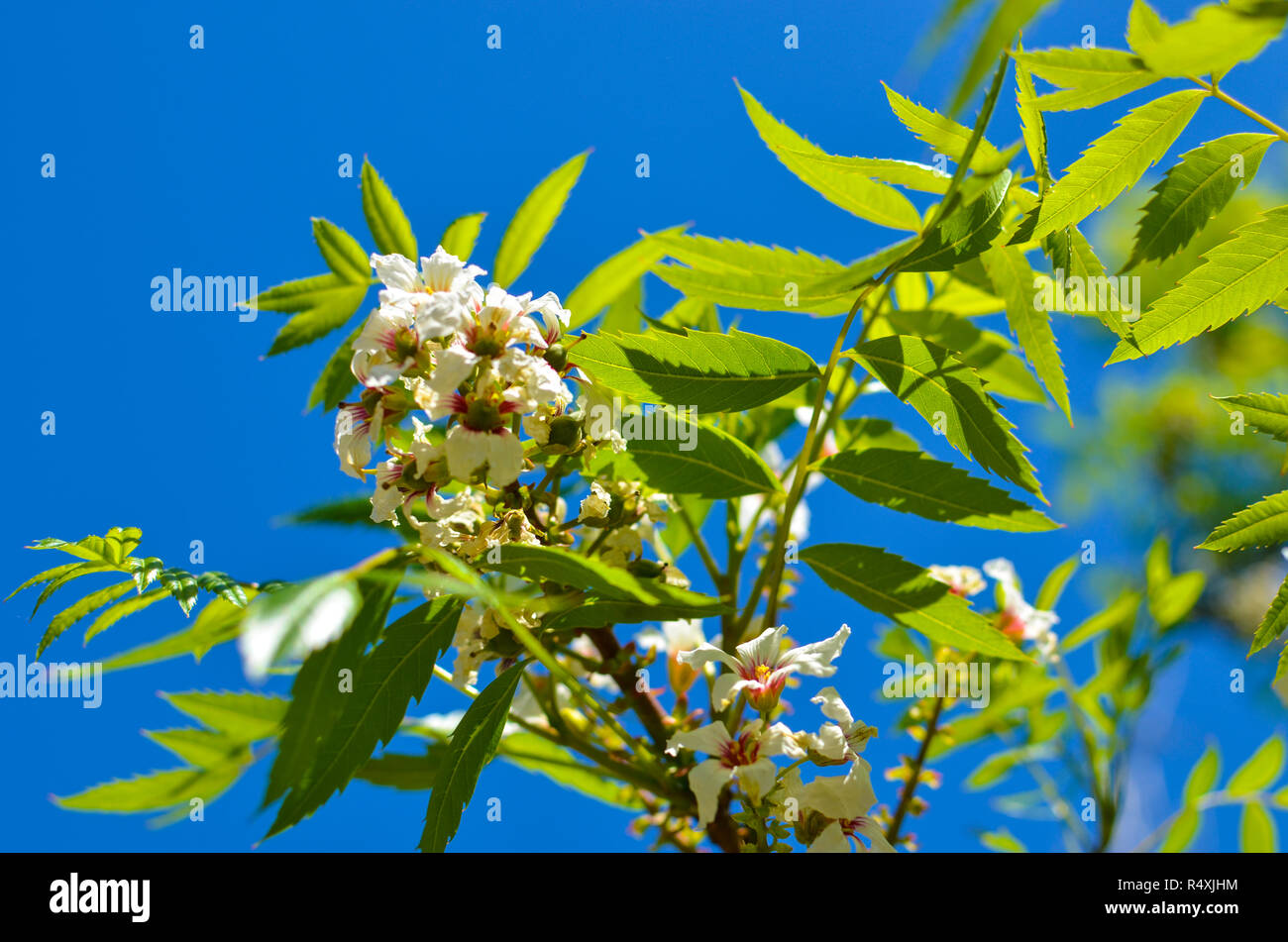 Bossom of white flowers on the tree with background of blue sky Stock ...