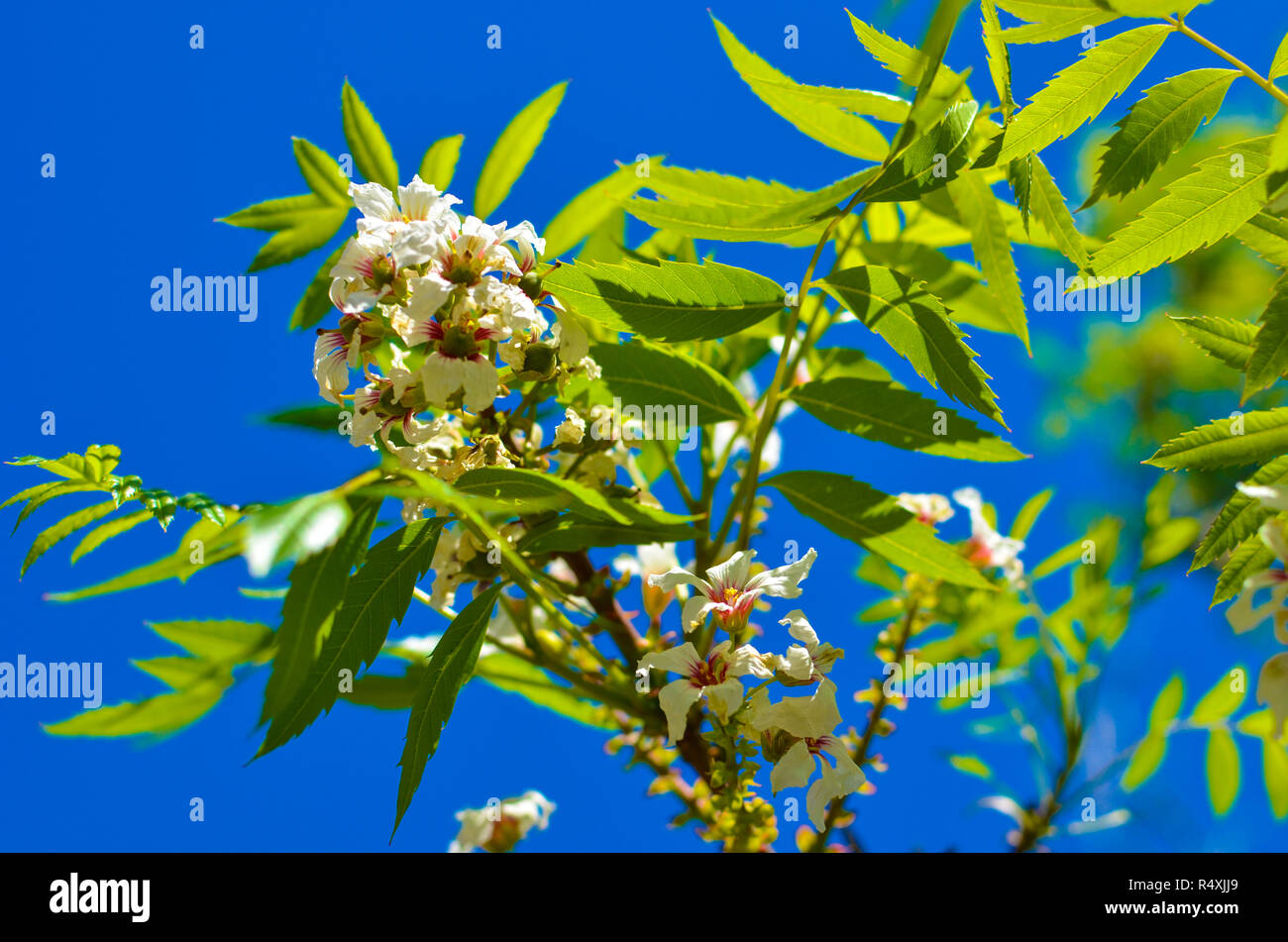 Bossom of white flowers on the tree with background of blue sky Stock ...