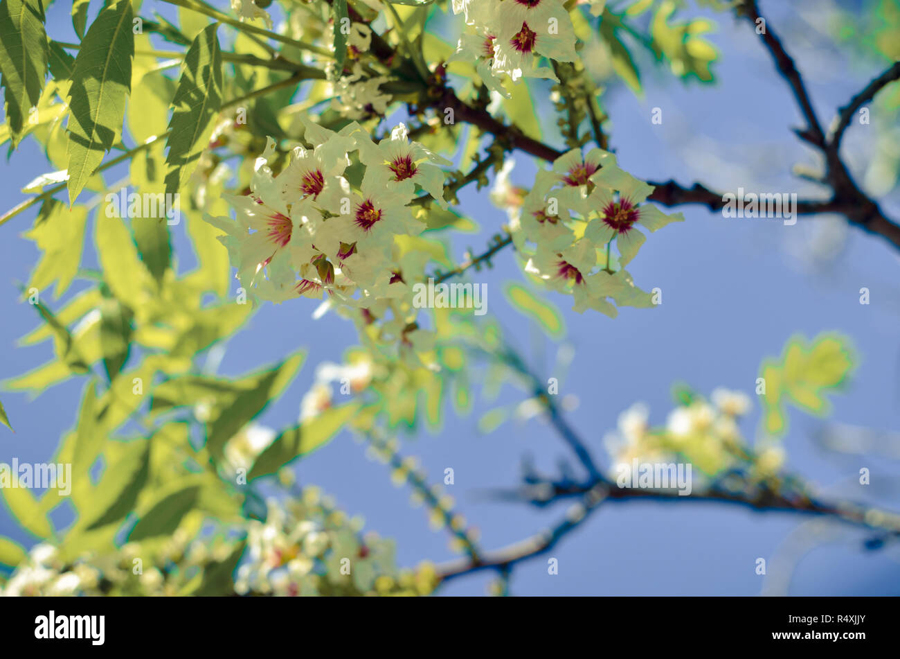 Bossom of white flowers on the tree with background of blue sky Stock ...