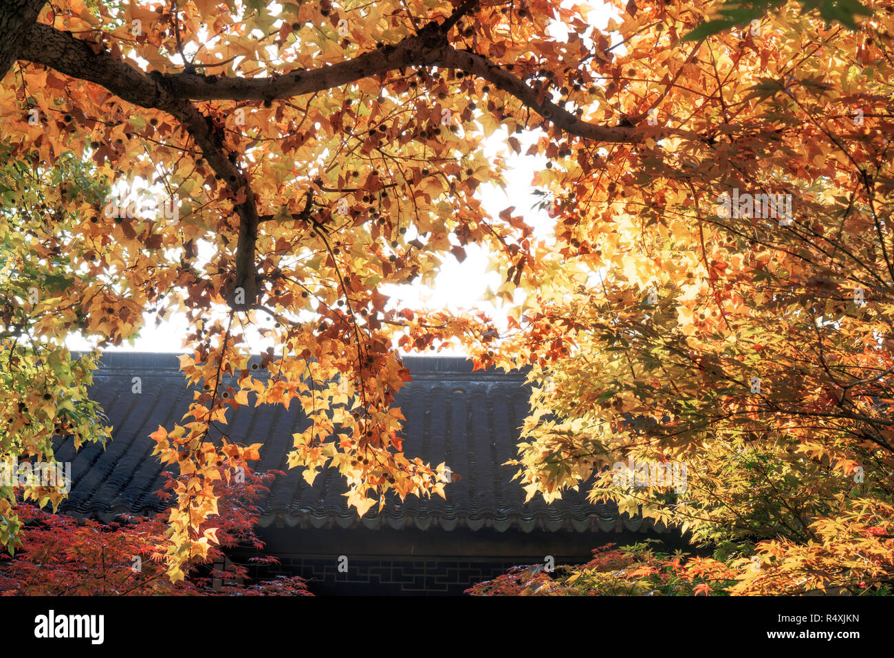 the autumn in the park of Suzhou, China Stock Photo - Alamy