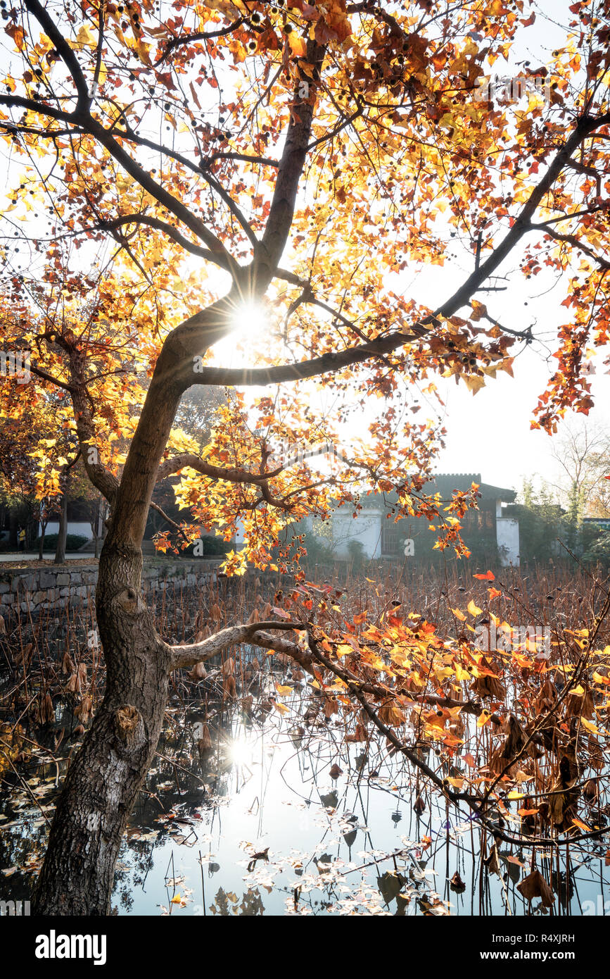 the autumn in the park of Suzhou, China Stock Photo - Alamy