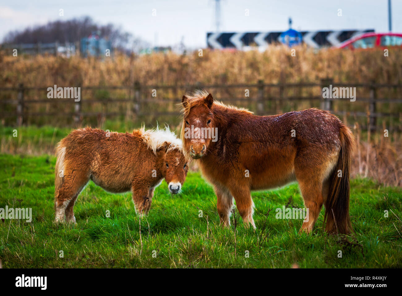 Two small ponies in a roadside field Stock Photo - Alamy
