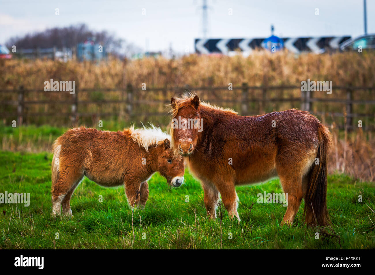 Two Shetland Ponies Grazing In High Resolution Stock Photography and ...