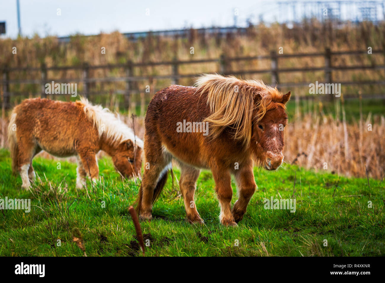 Two small ponies in a roadside field Stock Photo - Alamy