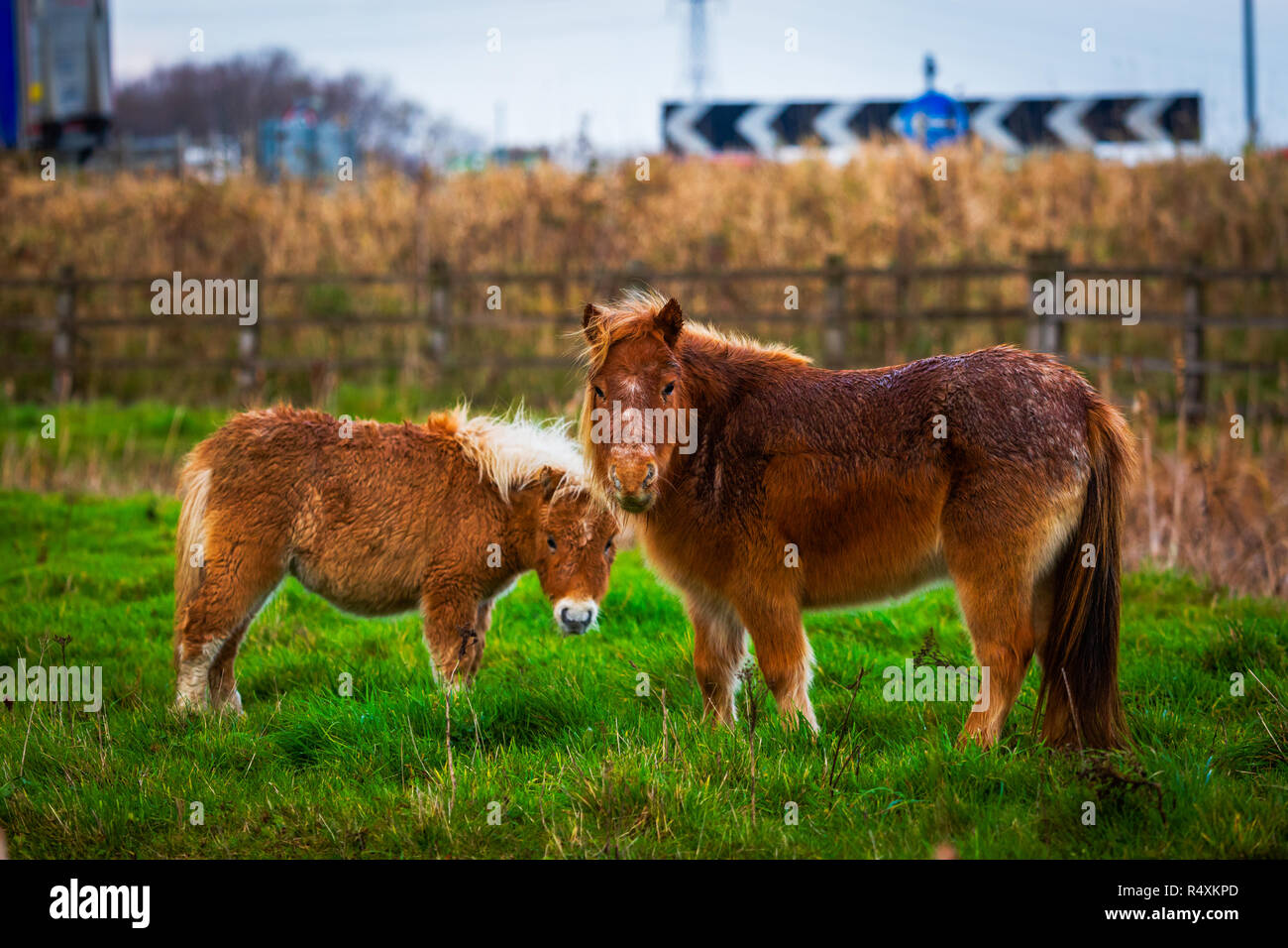 Two small ponies in a roadside field Stock Photo - Alamy