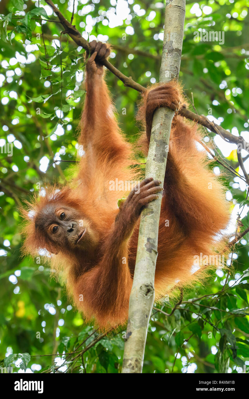 Sumatran fauna hi-res stock photography and images - Alamy