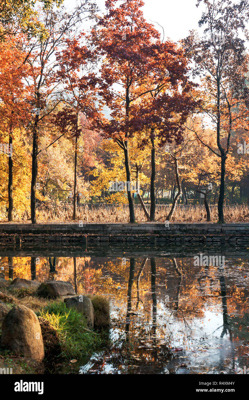 the autumn in the park of Suzhou, China Stock Photo - Alamy