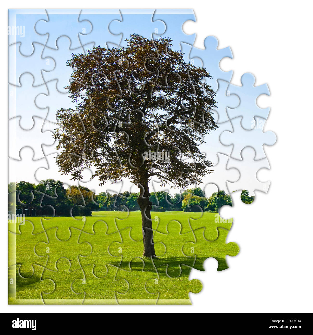 Isolated tree in a green meadow - environmental conservation concept ...