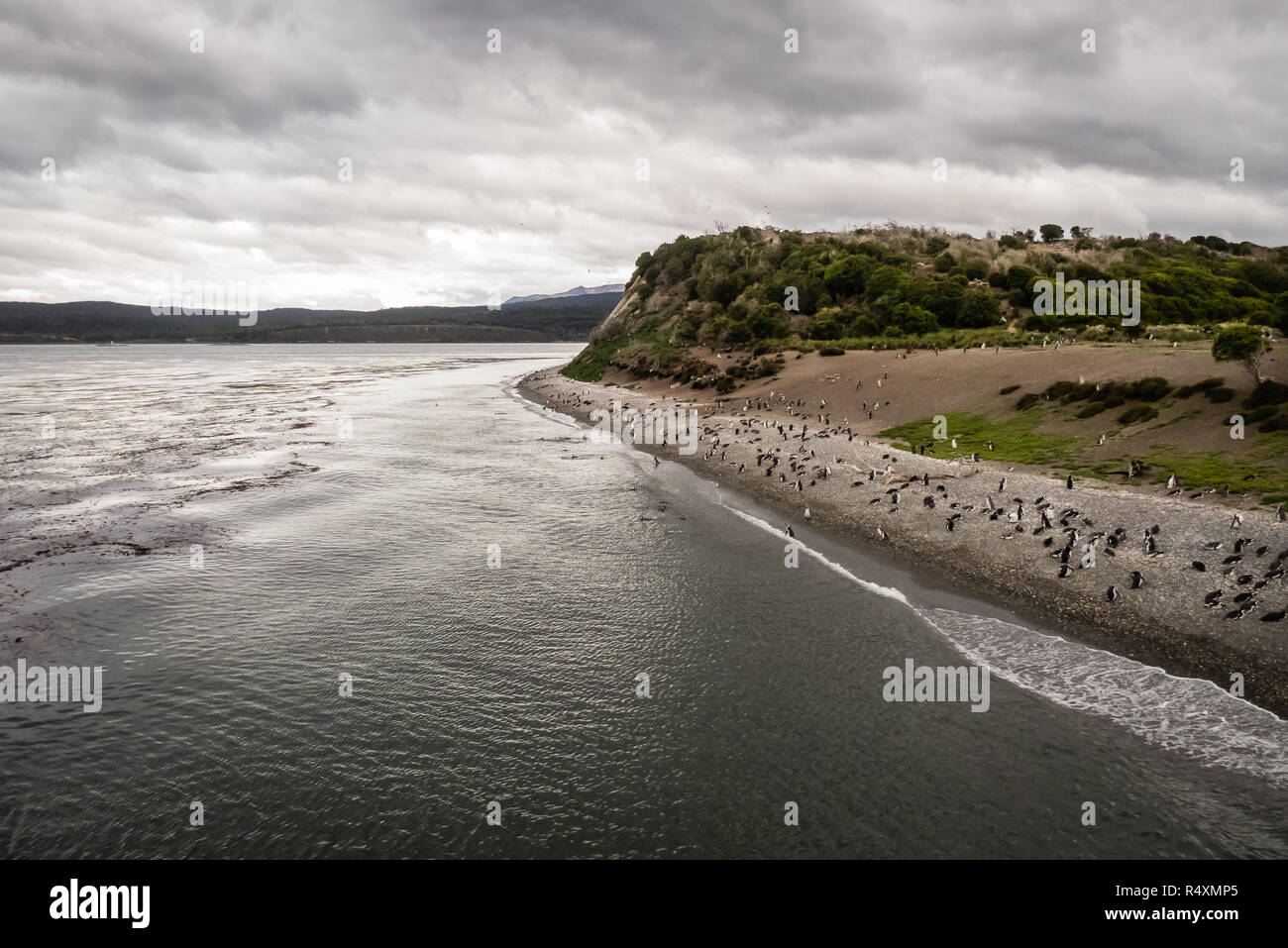 Island of Penguins in the Beagle Channel, Ushuaia, Argentina, Patagonia ...