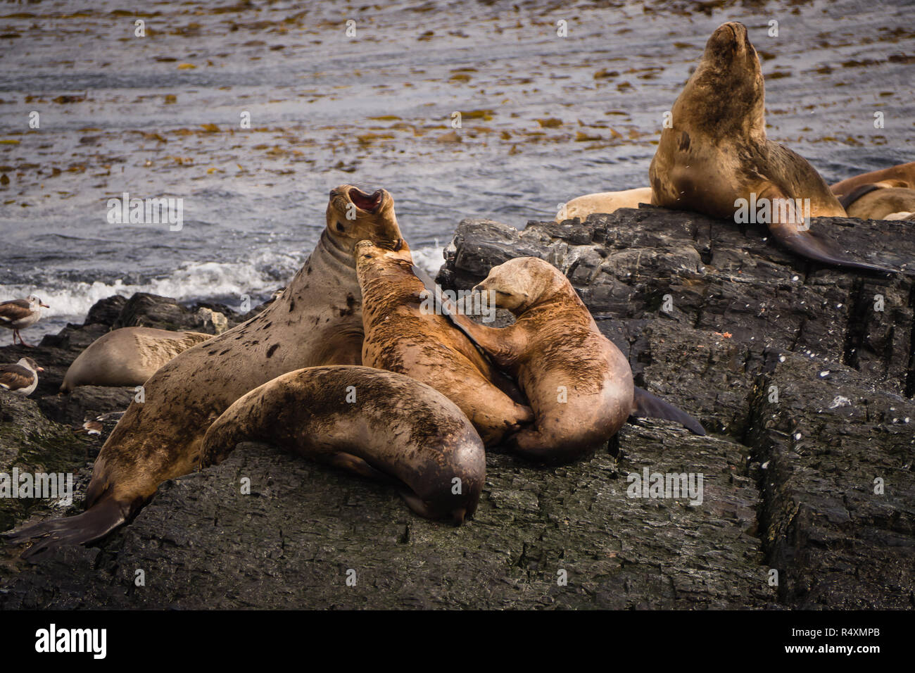 Patagonia mountains seals hi-res stock photography and images - Alamy