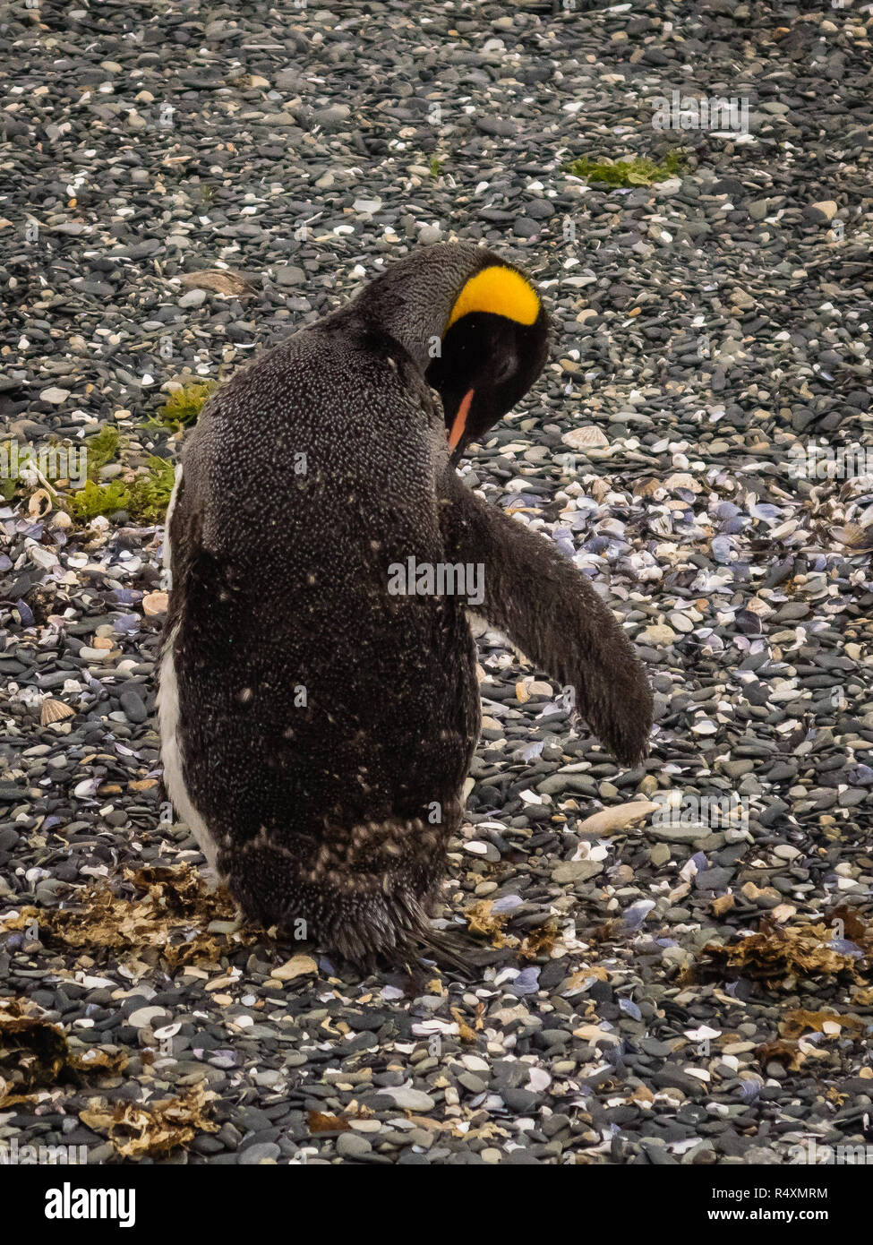 Island of Penguins in the Beagle Channel, Ushuaia, Argentina, Patagonia ...