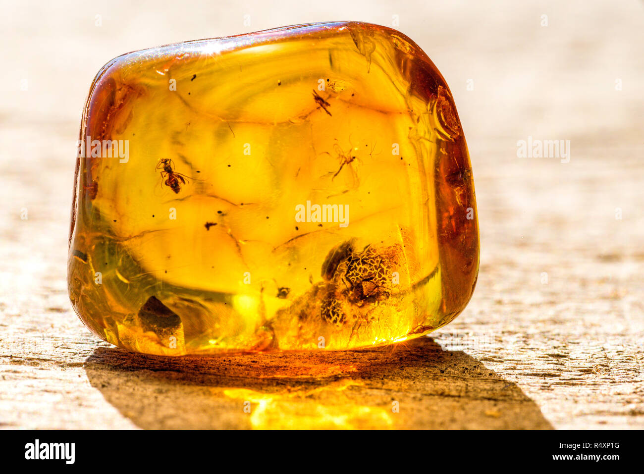amber with insects Stock Photo - Alamy