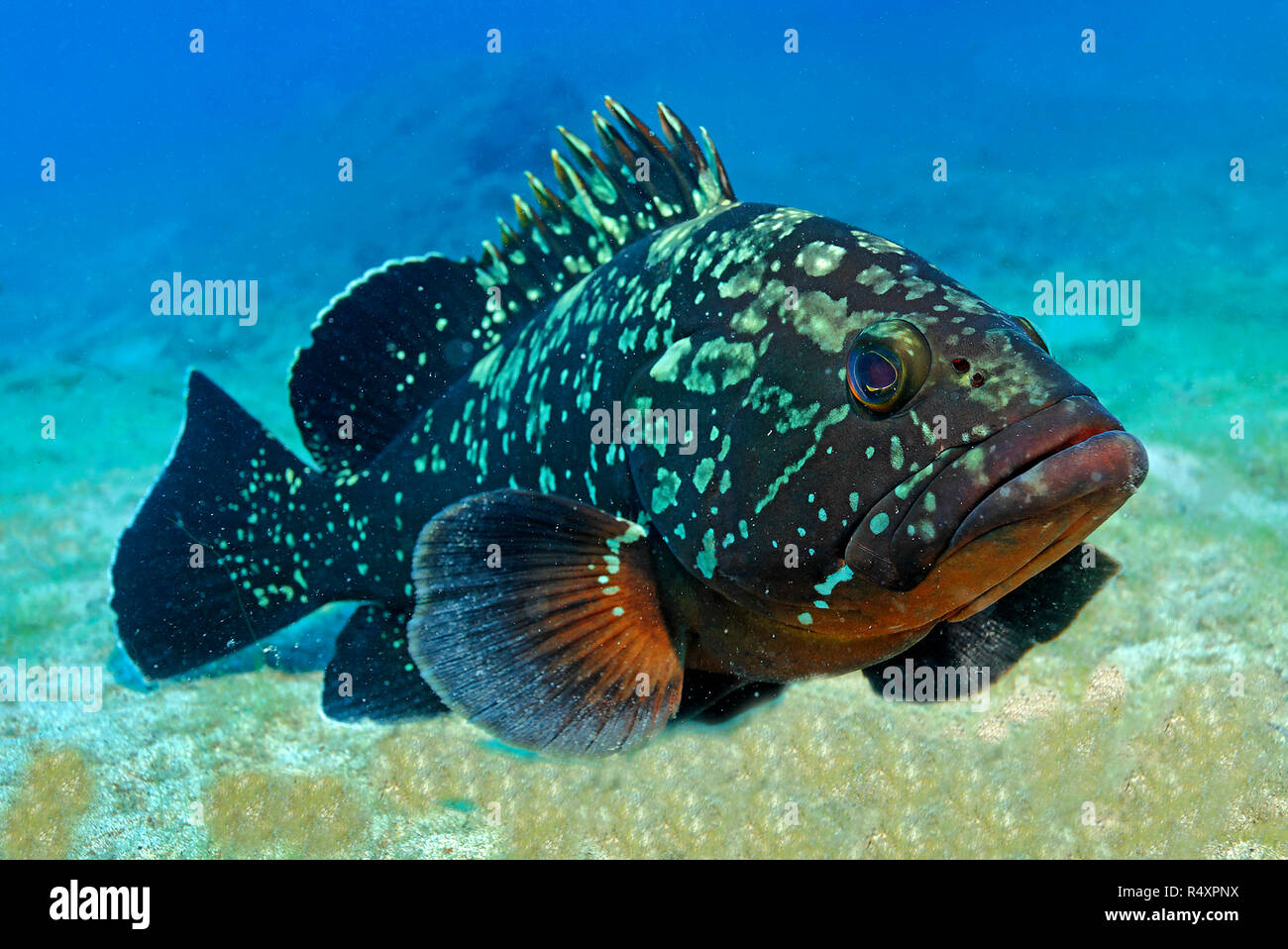 Dusky grouper (Epinephelus marginatus), Fuerteventura island, Canary ...
