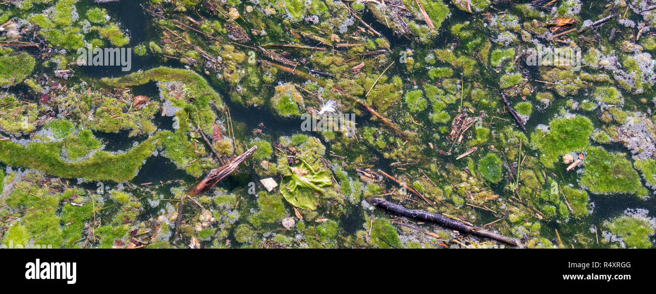 algae bloom in polluted water Stock Photo - Alamy