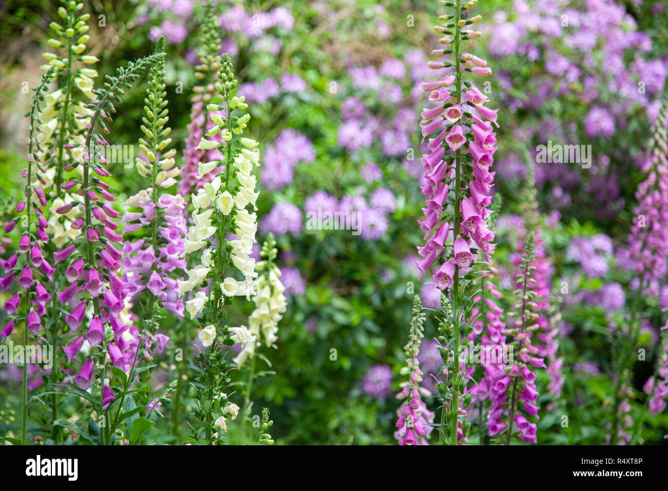 Fingerhut blume hi-res stock photography and images - Alamy