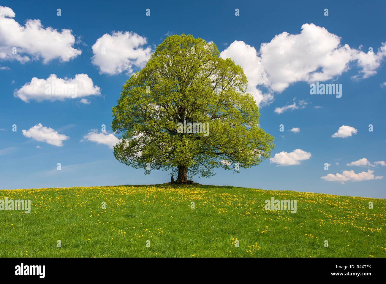 Panorama landscape single tree hi-res stock photography and images - Alamy