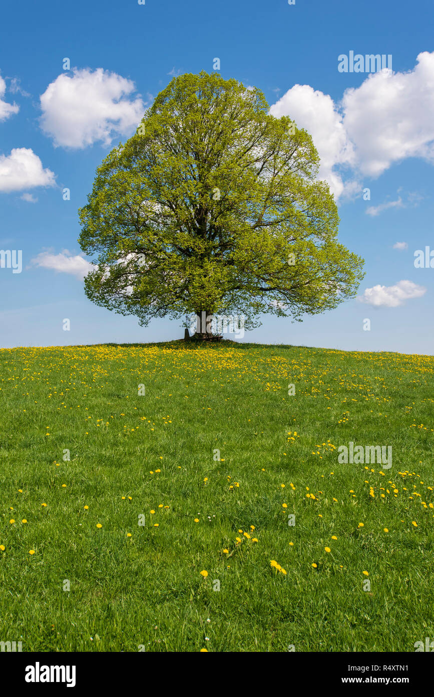 panoramic view to single big linden tree Stock Photo - Alamy