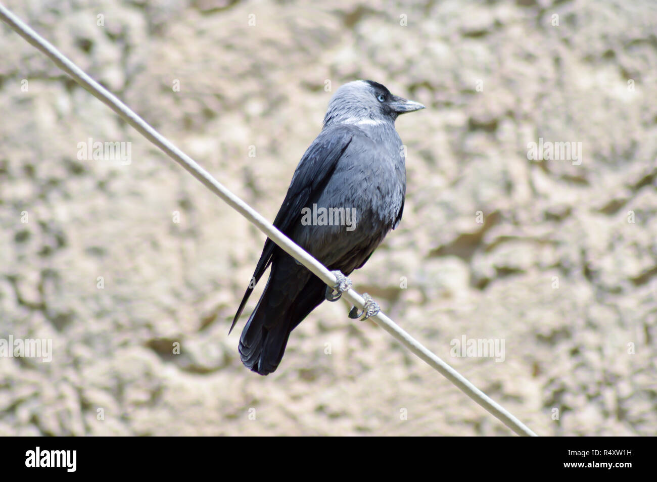 Raven cable sky animal wildlife hi-res stock photography and images - Alamy