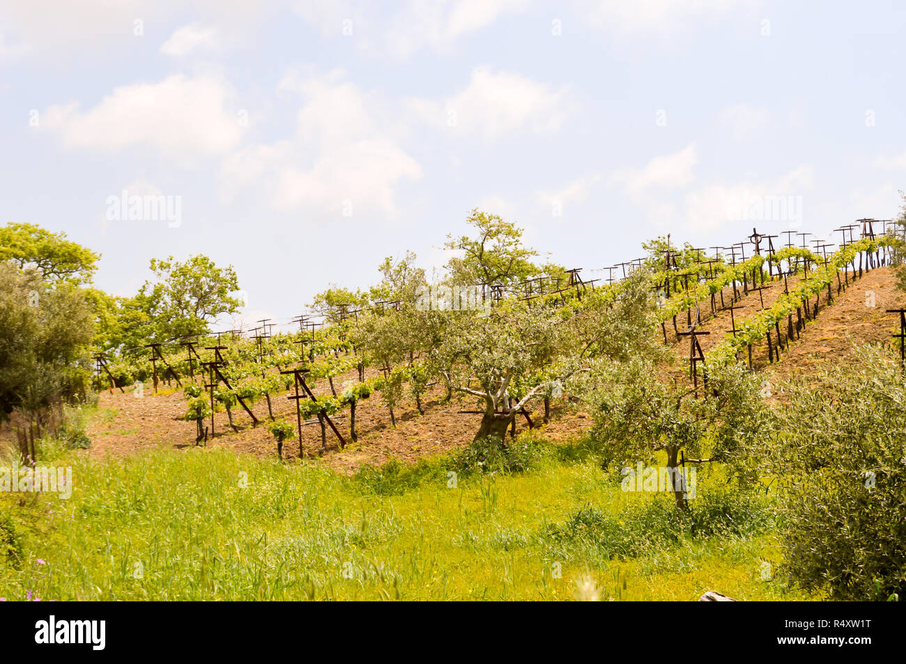 Vineyards and olive trees Stock Photo - Alamy