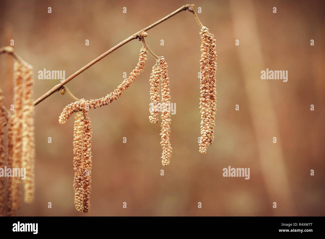 Common hazel kittens hi-res stock photography and images - Alamy