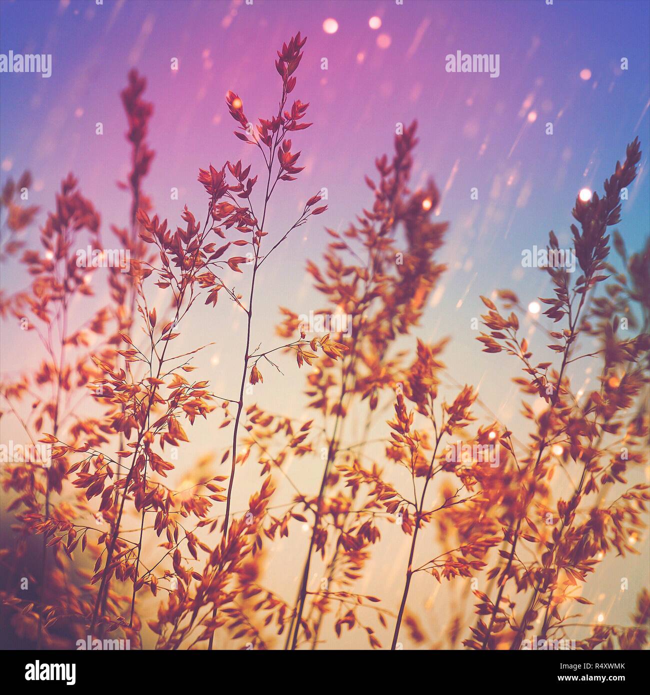 Beautiful mountain flower vector hi-res stock photography and images ...