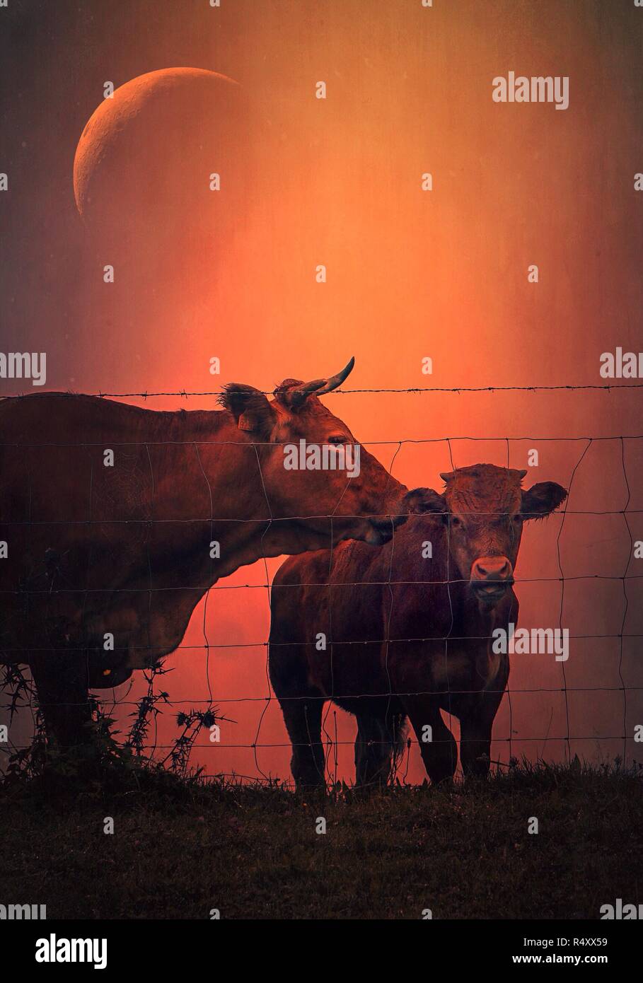 the brown cow portrait Stock Photo - Alamy