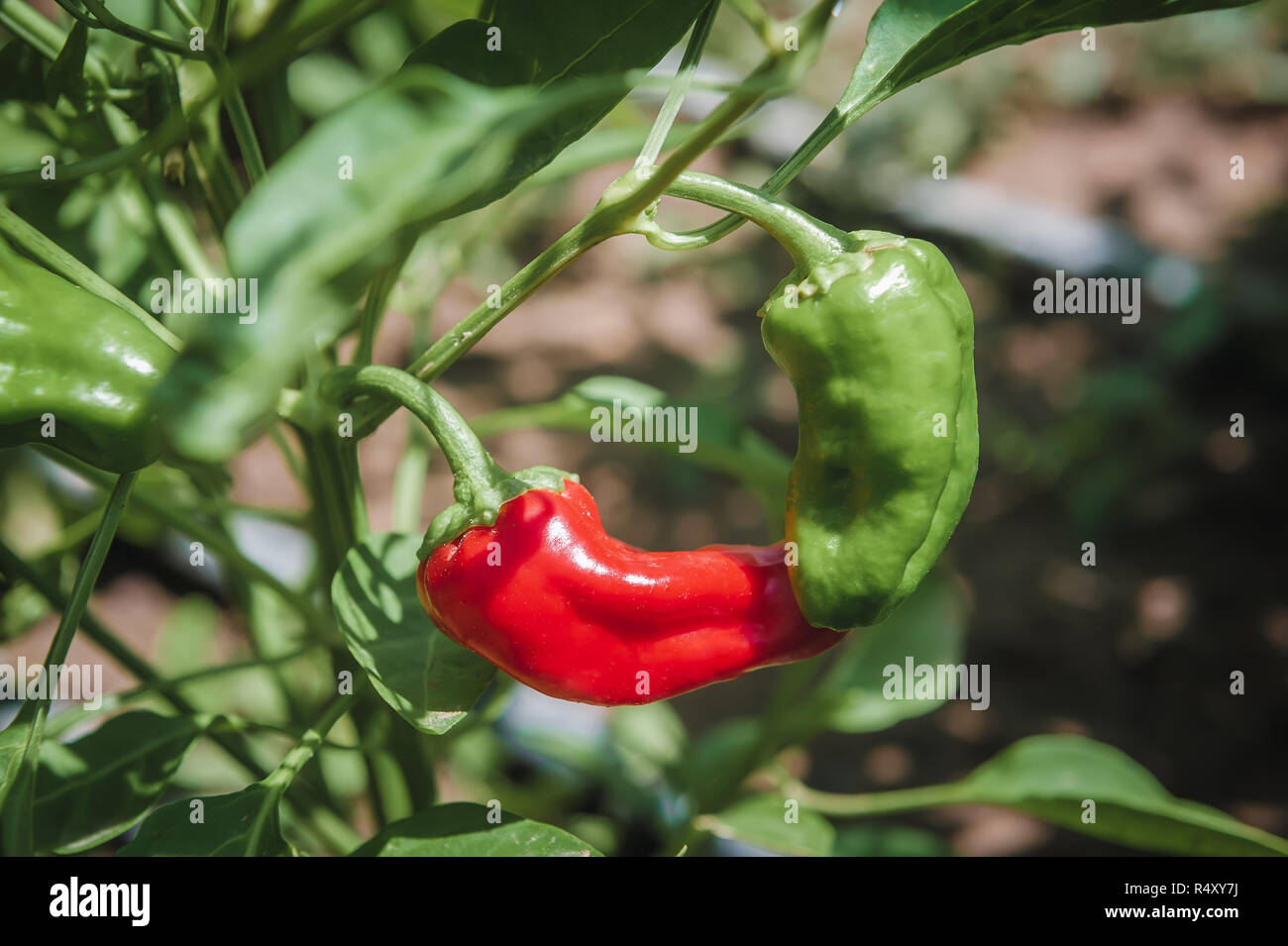 Pepper Red Vine