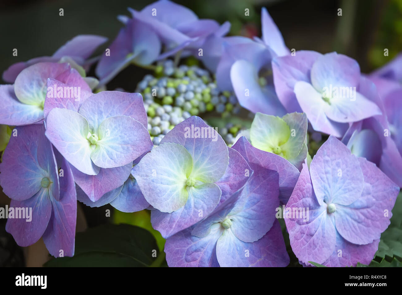 Purple Hydrangea flowers in the garden Stock Photo - Alamy