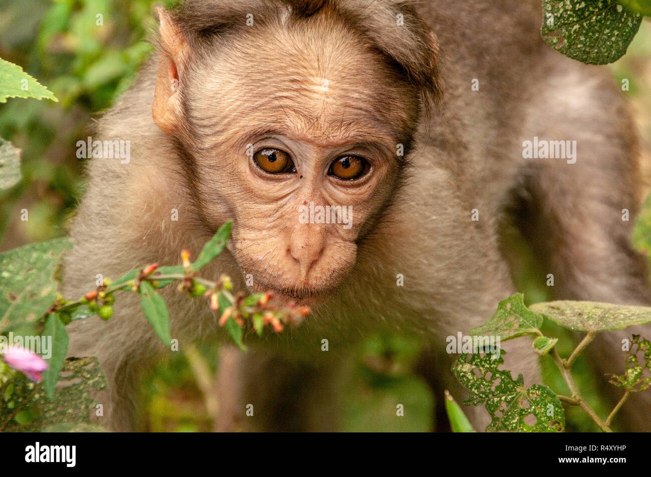 Indian primate hi-res stock photography and images - Alamy