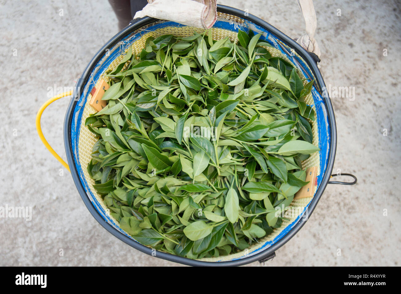 thailand chiang rai mae salong tea plantation Stock Photo - Alamy