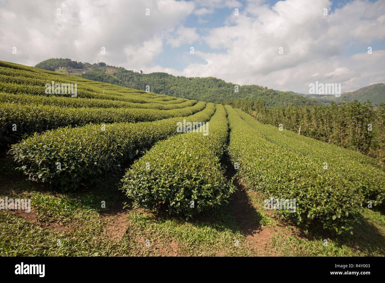 thailand chiang rai mae salong tea plantation Stock Photo - Alamy