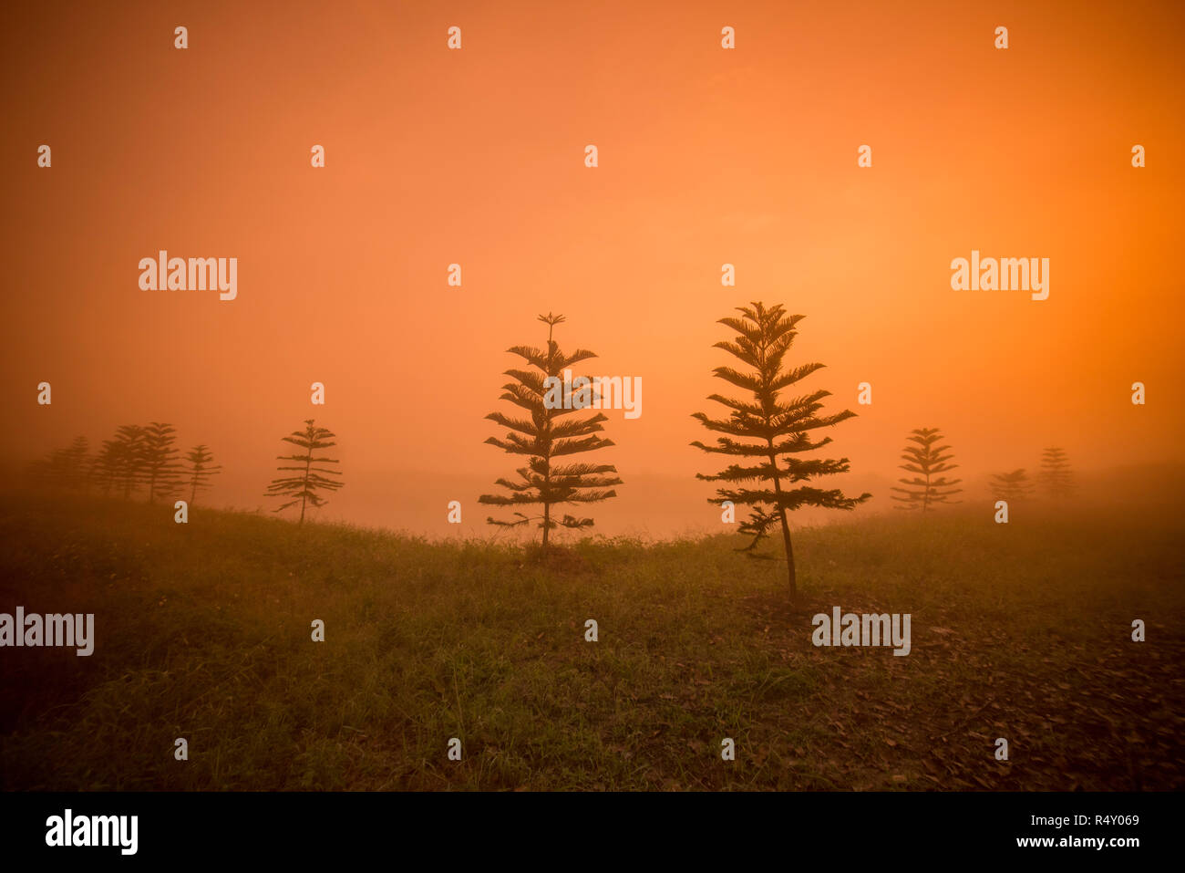 thailand chiang rai landscape morning fog Stock Photo - Alamy