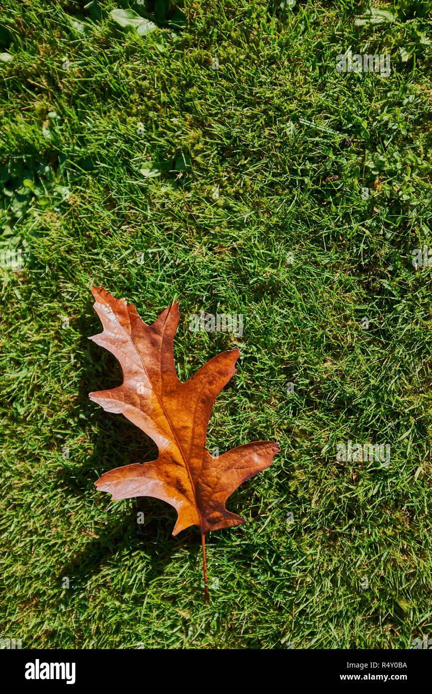 A single brown leaf that has changed its colour due to autumn with its ...