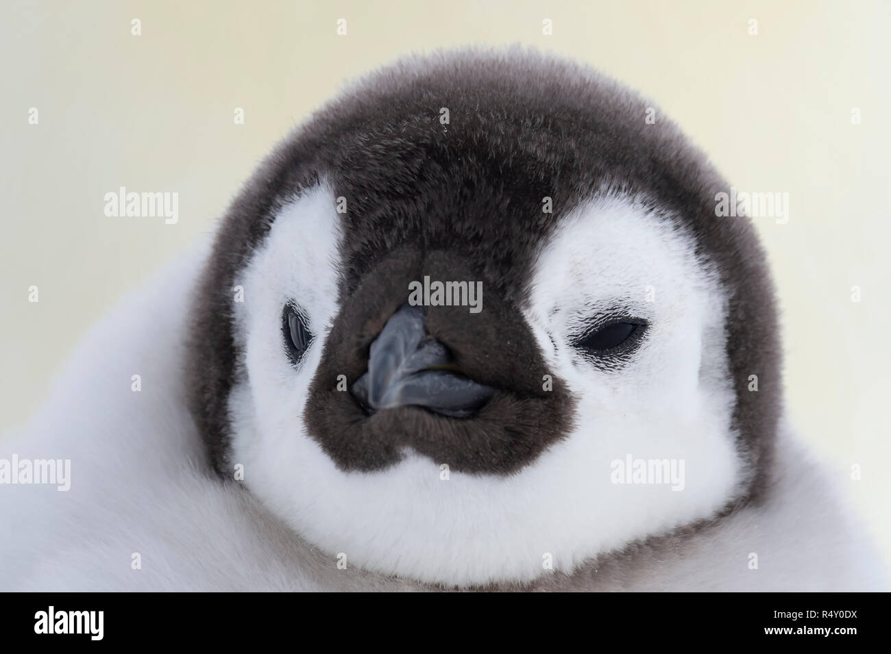 Close Up Cute Baby Emperor Penguin Hi Res Stock Photography And Images