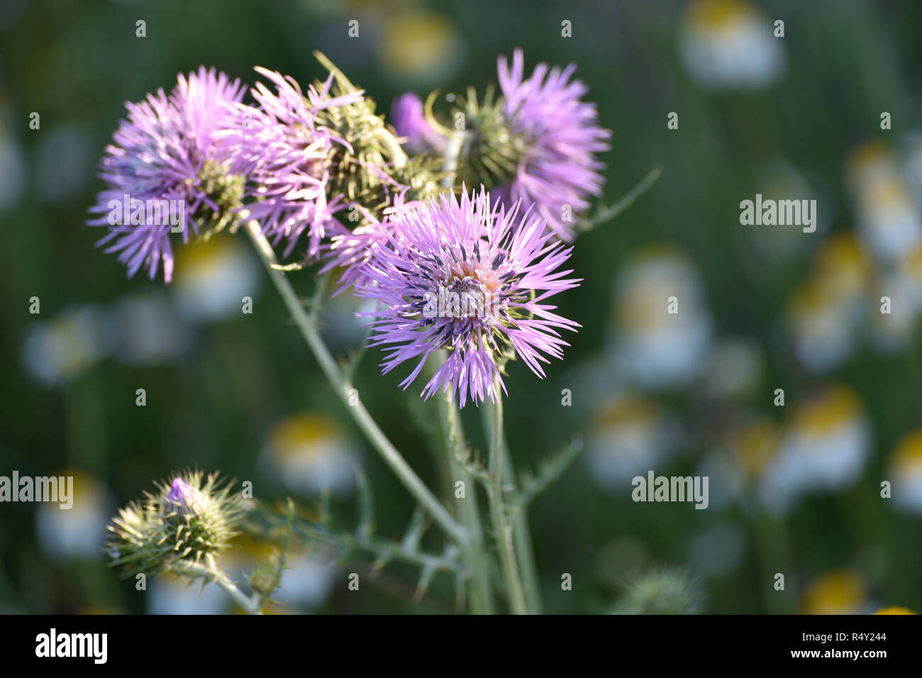 purple flower petals needle forming small flower Stock Photo - Alamy