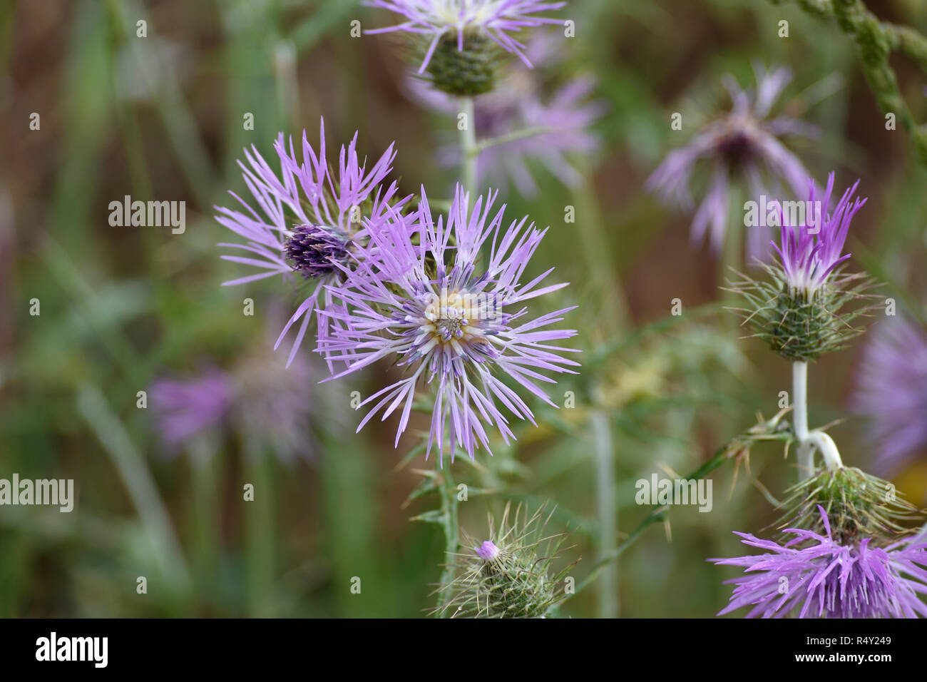 Forming small hi-res stock photography and images - Alamy