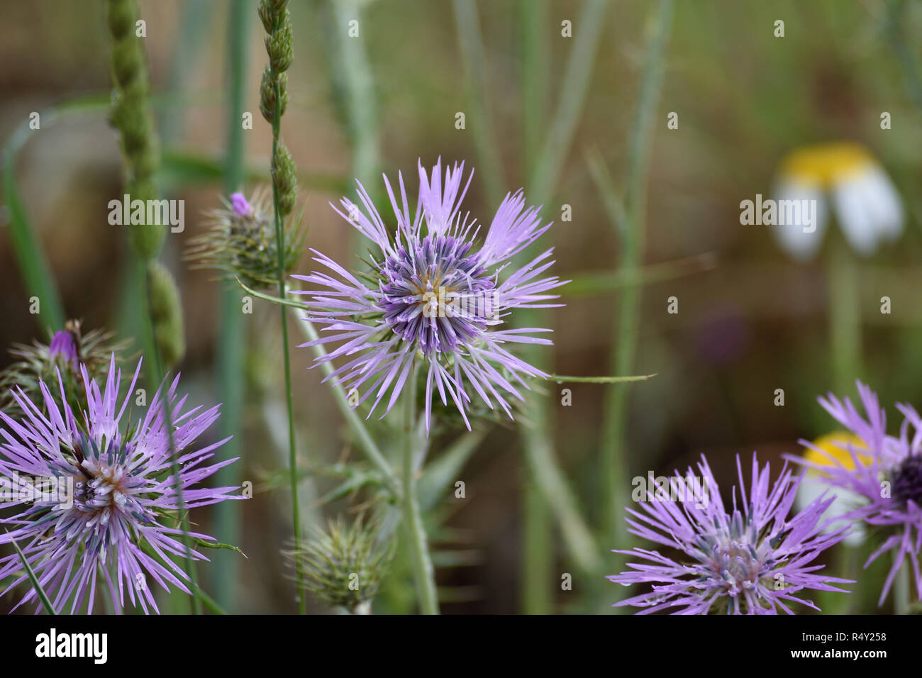 Forming small hi-res stock photography and images - Alamy