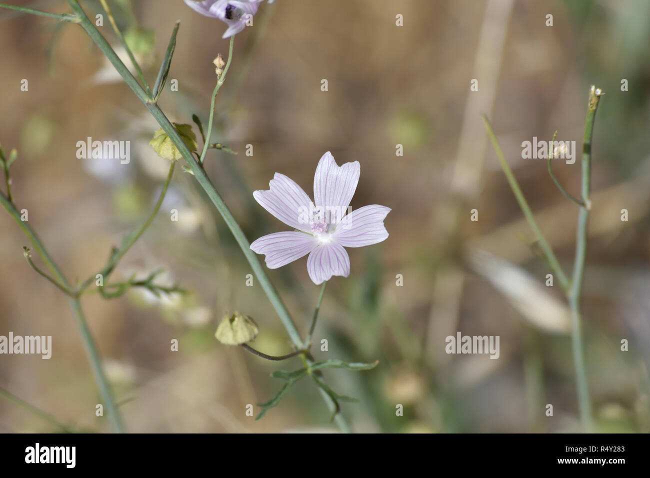 Flower with five petals hi-res stock photography and images - Alamy