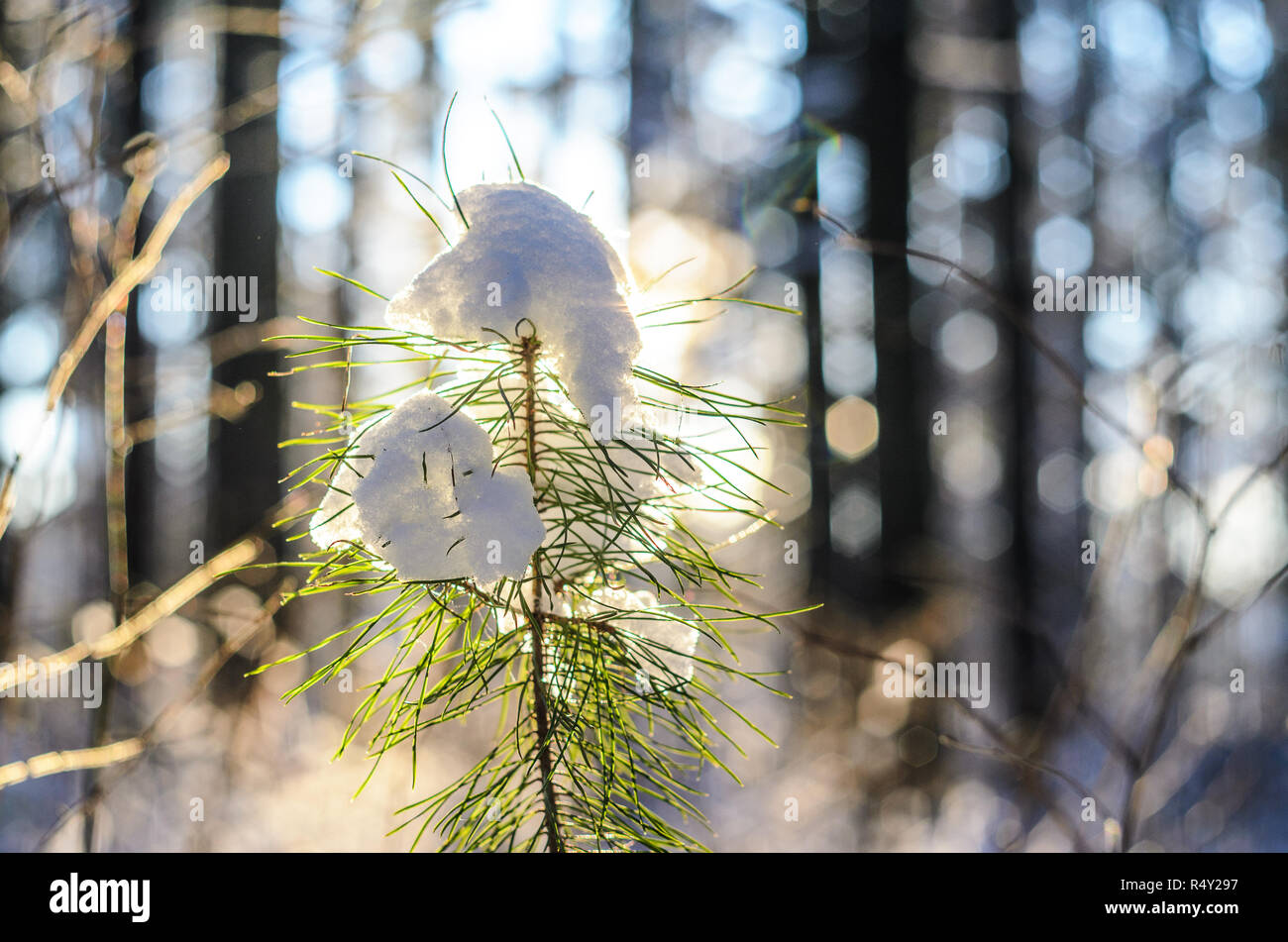 Snow cover on a young pine sprout. Sunset in snowy winter fir forest ...