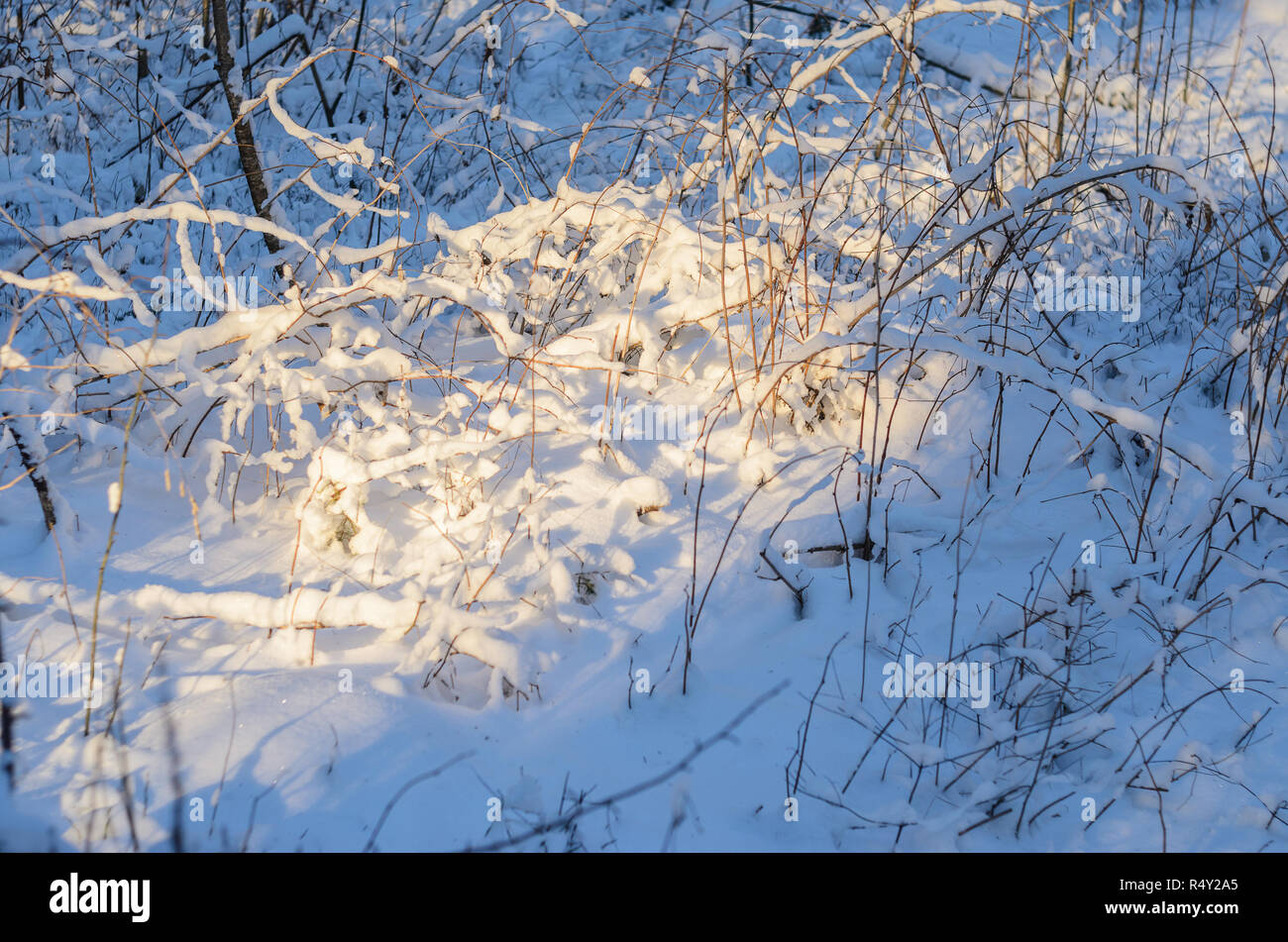 Forest floor covered in snow during winter. Sunbeams on snowy forest ...