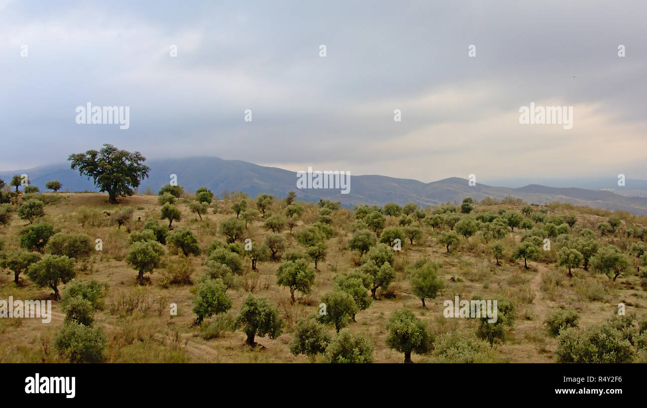 Olive Tree Terraces High Resolution Stock Photography and Images - Alamy