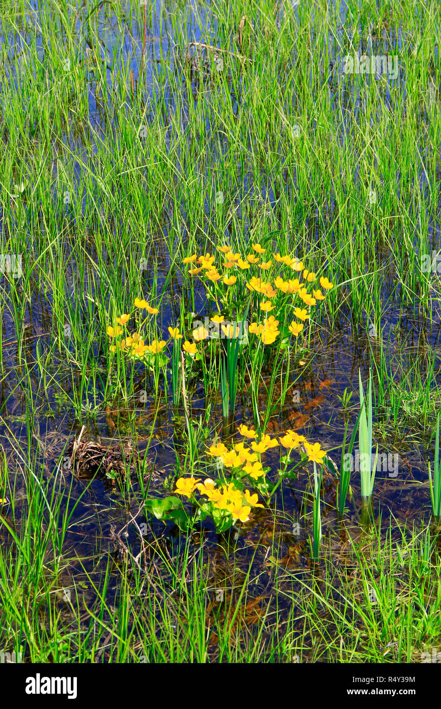 Caltha palustris growing in swamp. Spring flowers. Marsh Marigold ...