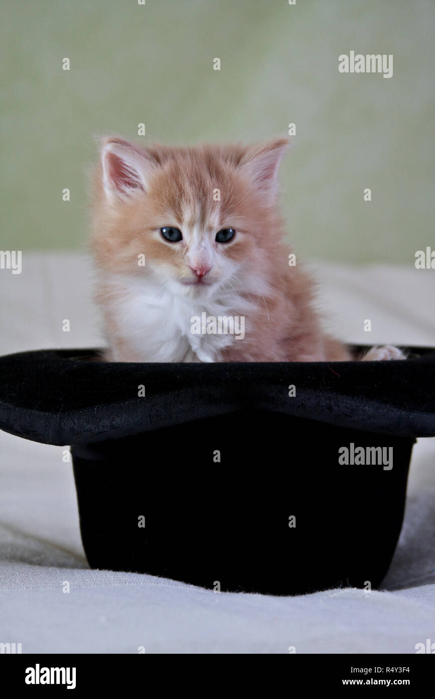 Small and cute norwegian forest cat in a black hat Stock Photo - Alamy