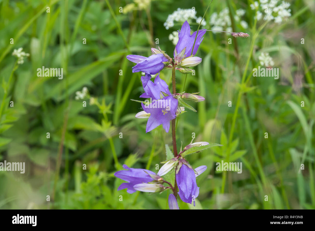 Violet blue wildflower hi-res stock photography and images - Alamy