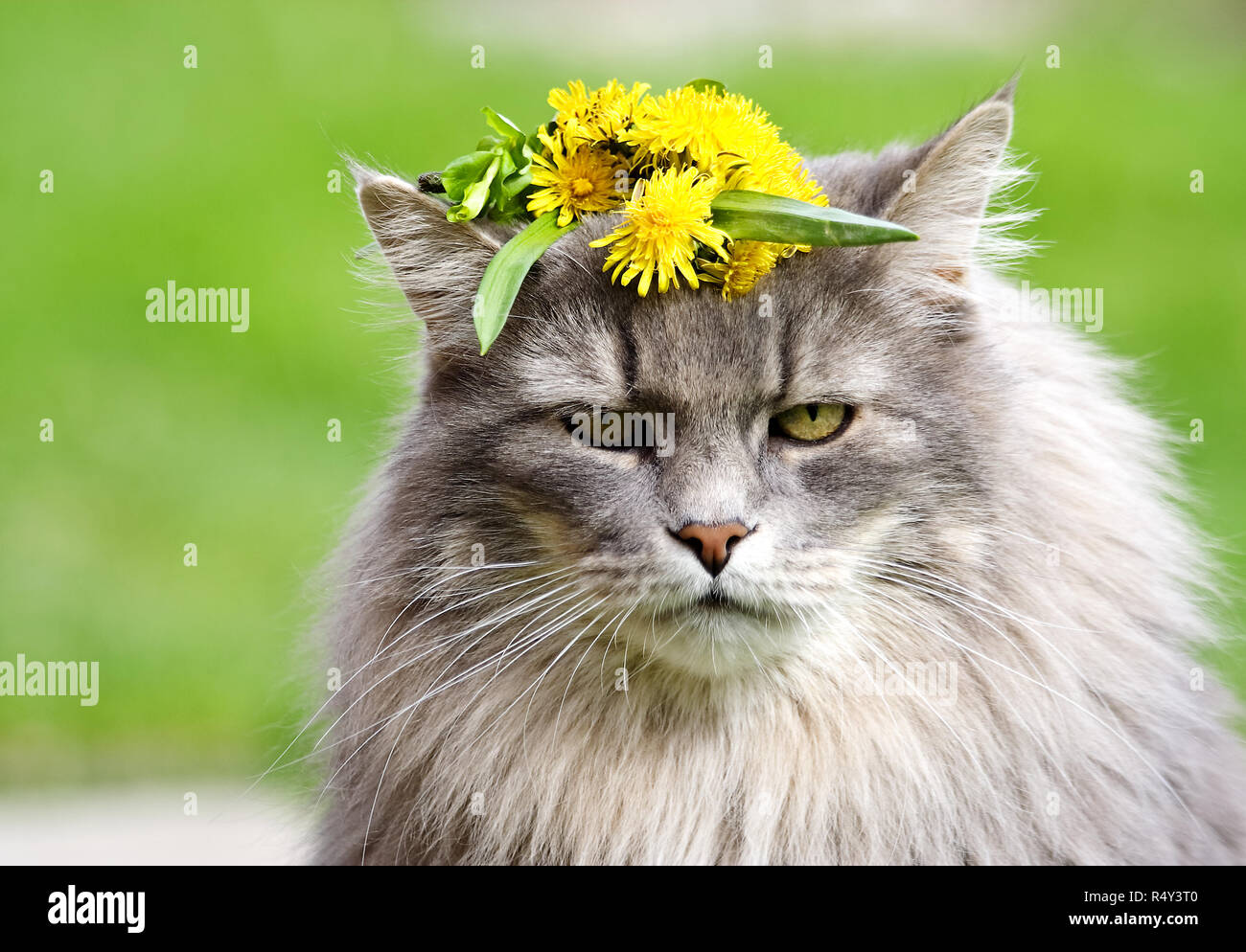 Cat dandelion yellow garland hi-res stock photography and images - Alamy