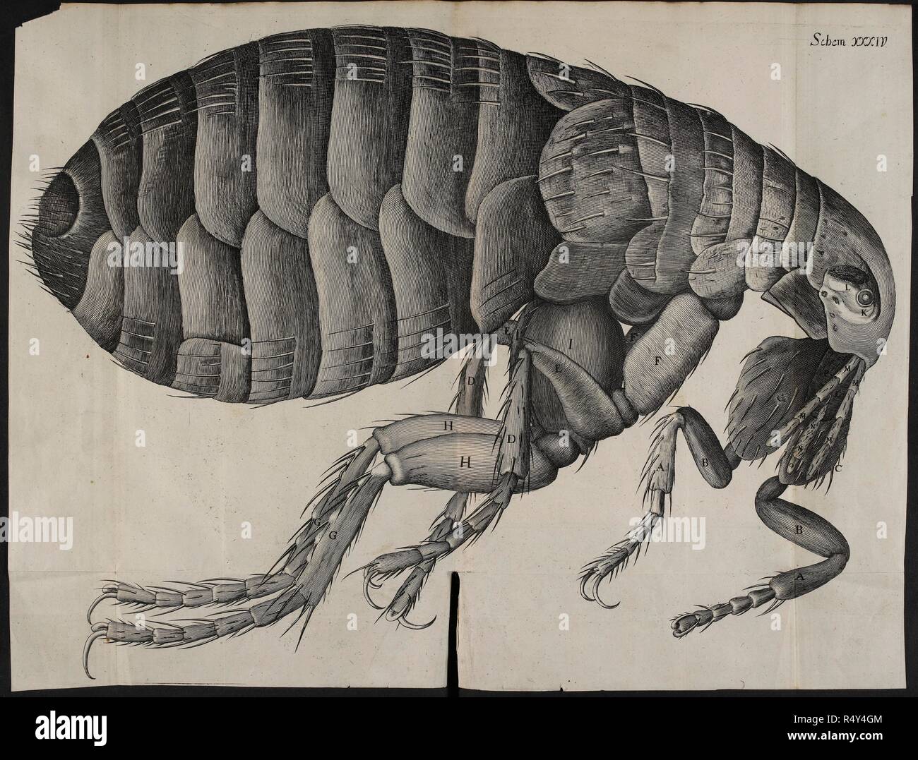 Robert hooke micrographia hi-res stock photography and images - Alamy